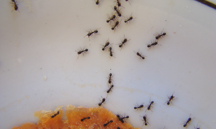 Mieren – mierenbestrijding – Flow Pest Control