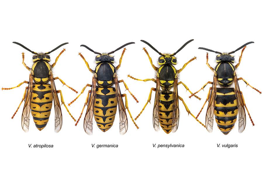 Het leven van wespen – Flow Pest Control