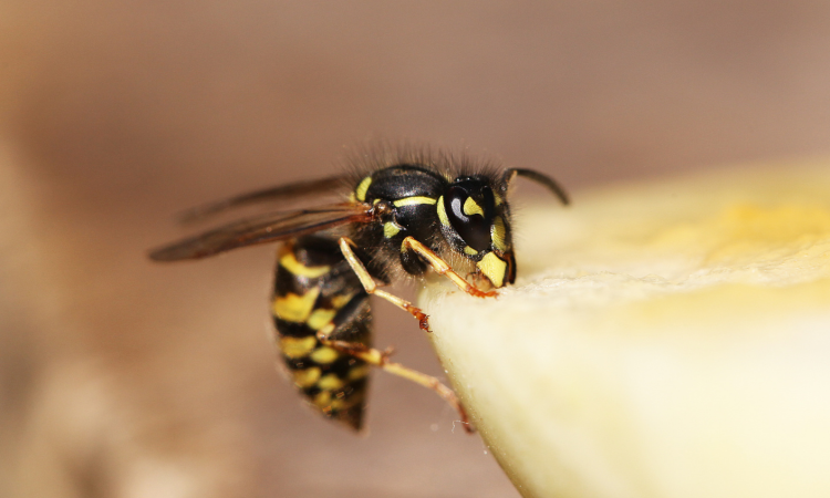 Wespen – wespenbestrijding – Flow Pest Control