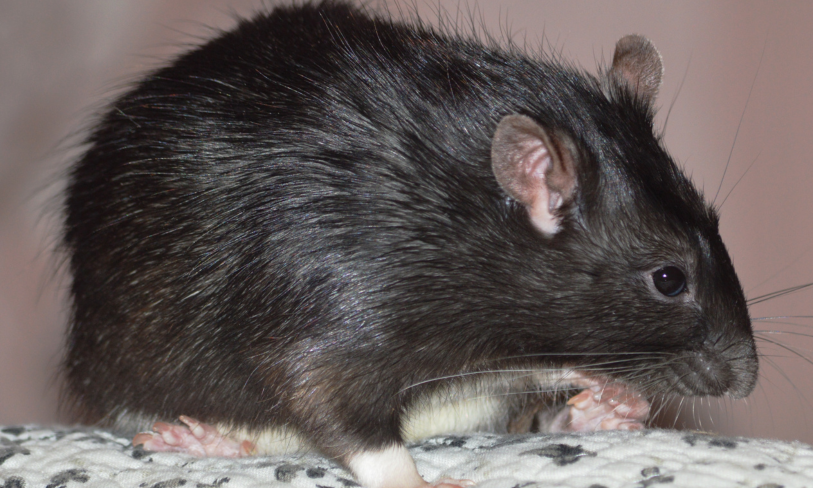 Zwarte ratten – rattenbestrijding – Flow Pest Control