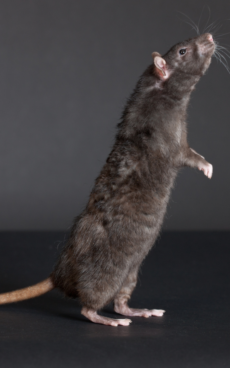 Zwarte ratten – rattenbestrijding – Flow Pest Control